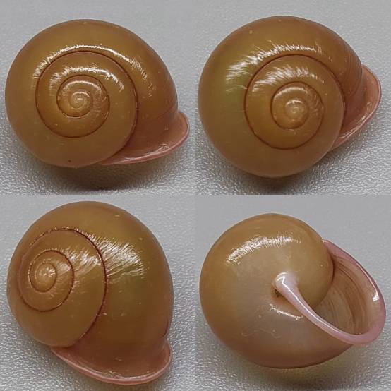 shellauction.net :: Chloritis argillacea - 3674874