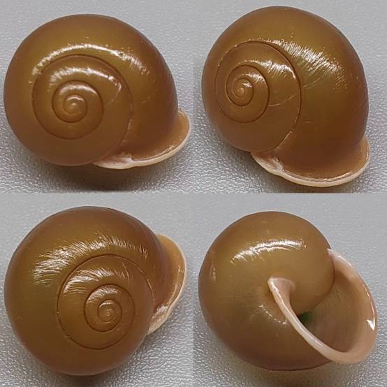 shellauction.net :: Chloritis argillacea - 3674875