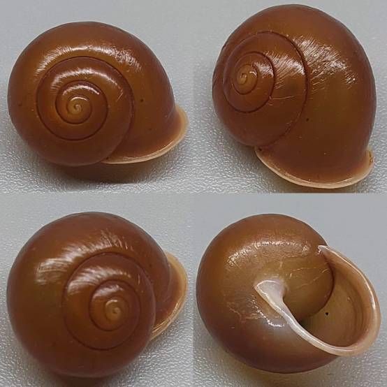 shellauction.net :: Chloritis argillacea - 3674876