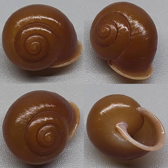 shellauction.net :: Chloritis argillacea - 3674878