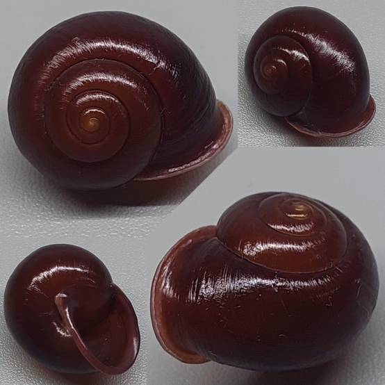 shellauction.net :: Chloritis argillacea - 3674892