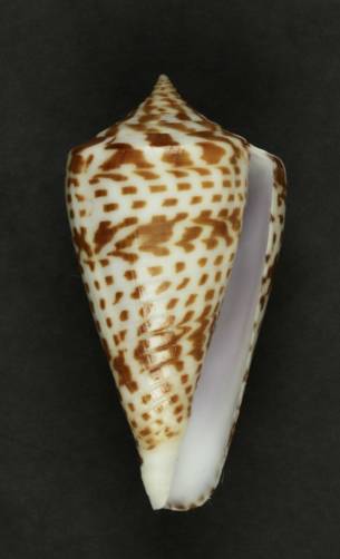 shellauction.net :: Conus inscriptus - 3675055