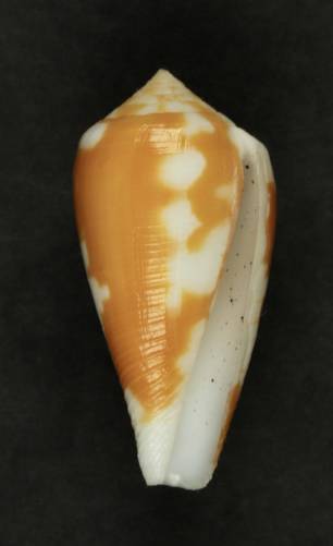 shellauction.net :: Conus robini - 3675066