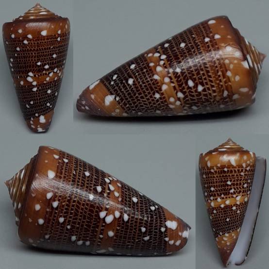shellauction.net :: Conus nobilis victor - 3675231