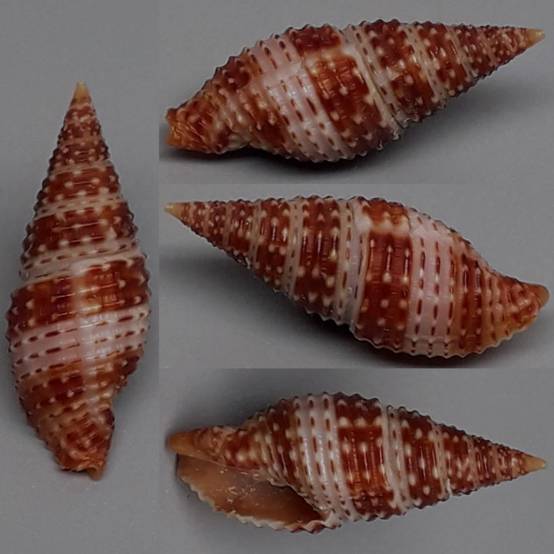 shellauction.net :: Pseudonebularia gracilefragum - 3675302