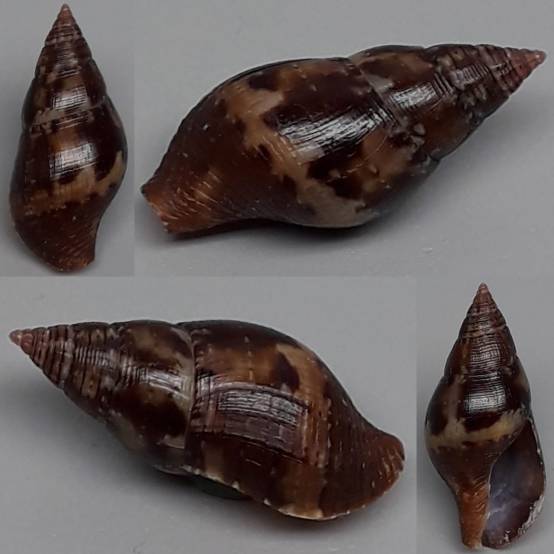 shellauction.net :: Pisania ignea - 3675306