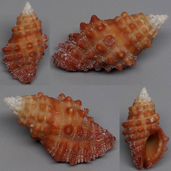 shellauction.net :: Drupella fragum - 3675308