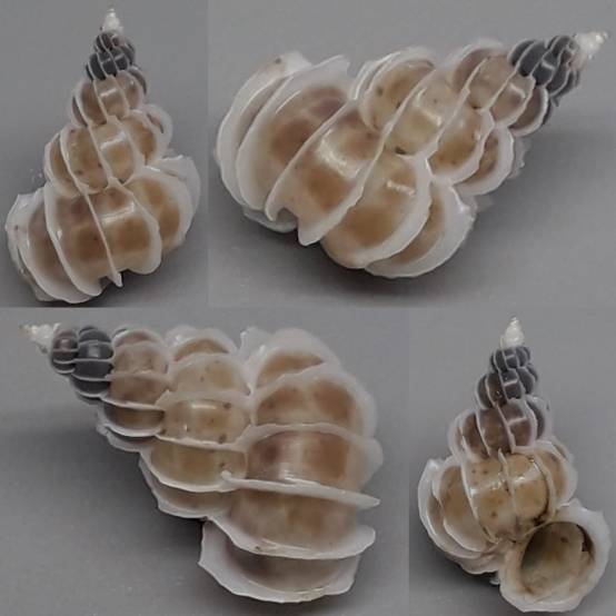 shellauction.net :: Epitonium sp. - 3675312