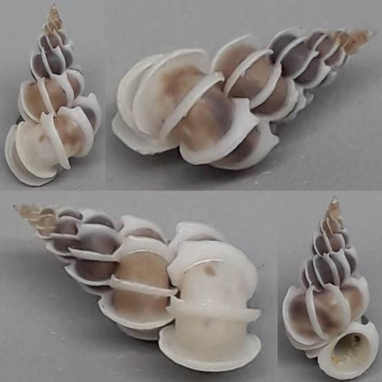 shellauction.net :: Epitonium sp. - 3675314