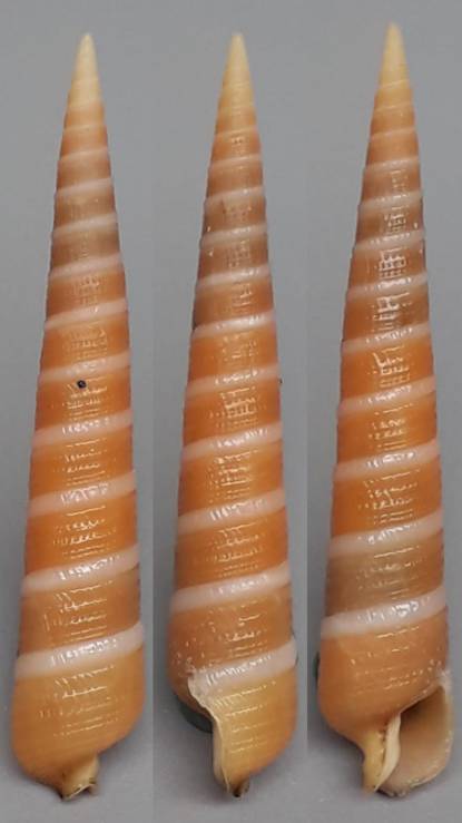 shellauction.net :: Terebra sp. - 3675320