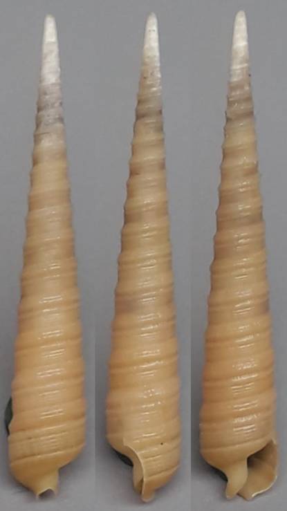 shellauction.net :: Terebra sp. - 3675324