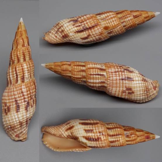 shellauction.net :: Nebularia incompta - 3675341