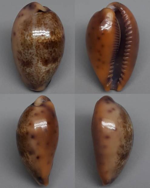 shellauction.net :: Contradusta walkeri - 3675383