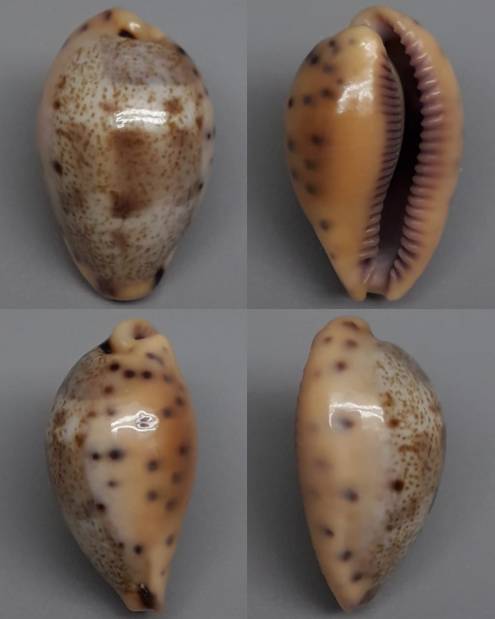 shellauction.net :: Contradusta walkeri - 3675384