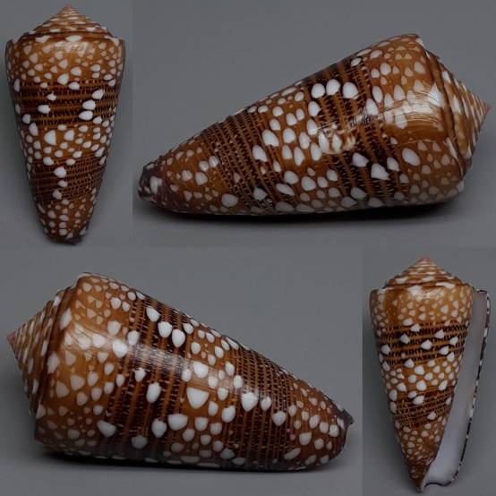 shellauction.net :: Conus nobilis victor - 3675442