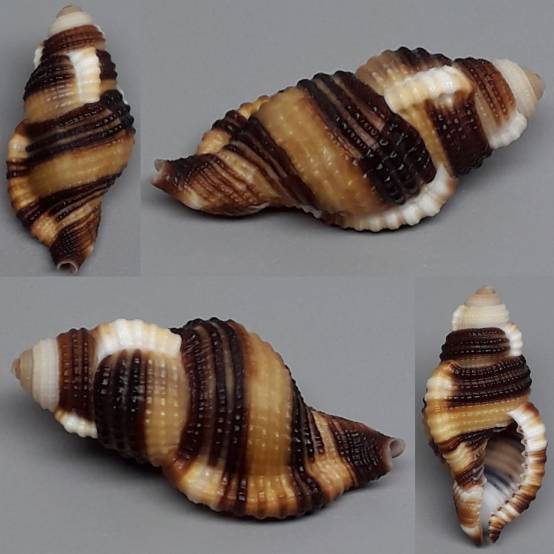 shellauction.net :: Septa flaveola - 3675485