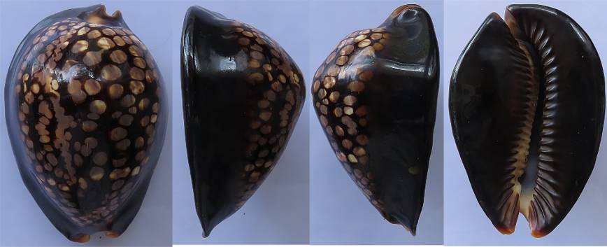 shellauction.net :: Mauritia mauritiana - 3675511