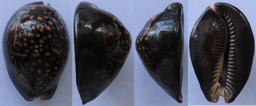 shellauction.net :: Mauritia mauritiana - 3675512