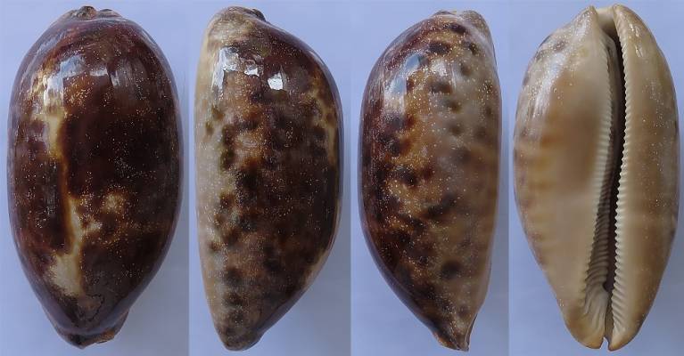 shellauction.net :: Chelycypraea testudinaria - 3675517