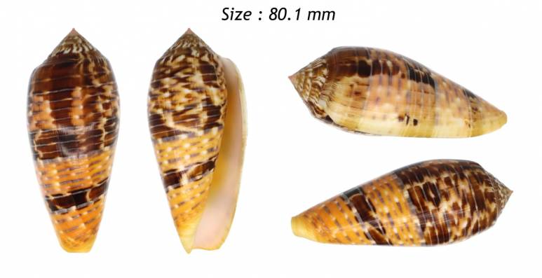 shellauction.net :: Conus dusaveli - 3675533