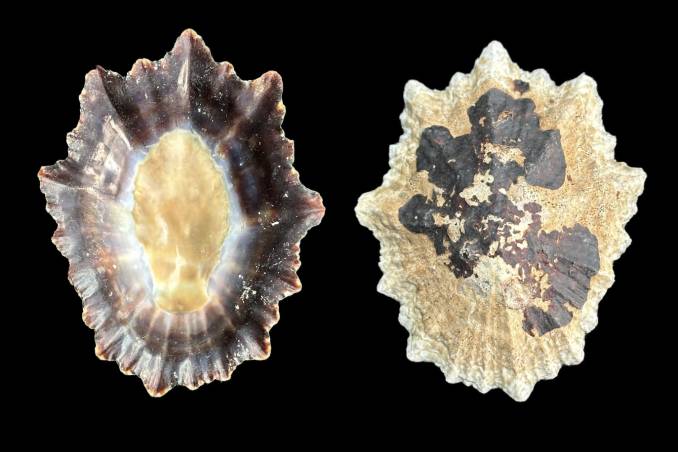 shellauction.net :: Cymbula oculus - 3675541