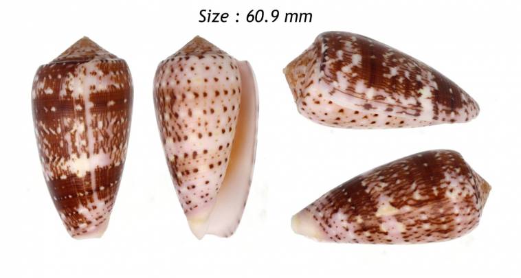 shellauction.net :: Conus floccatus - 3675558