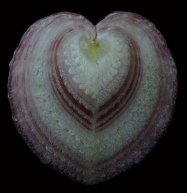 shellauction.net :: Corculum kirai - 3675577