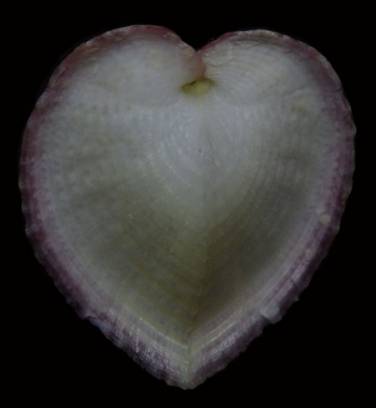 shellauction.net :: Corculum kirai - 3675577