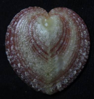 shellauction.net :: Corculum kirai - 3675582