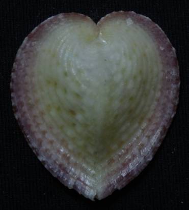 shellauction.net :: Corculum kirai - 3675582