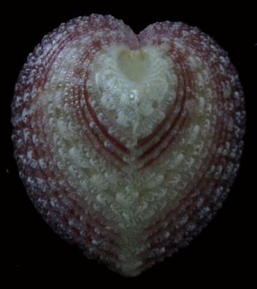 shellauction.net :: Corculum kirai - 3675601