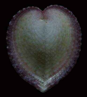 shellauction.net :: Corculum kirai - 3675601