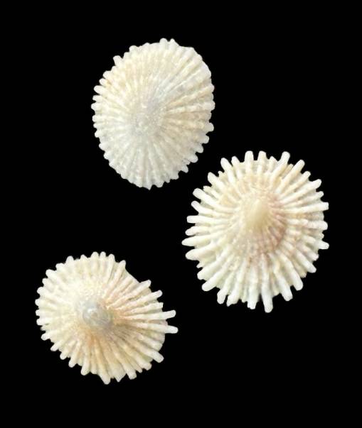 shellauction.net :: Trimusculus costatus - 3675607