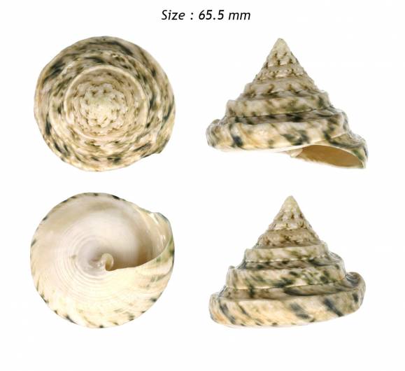 shellauction.net :: Tectus pyramis - 3675612