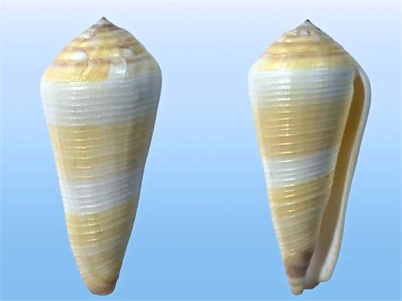 shellauction.net :: Conus terebra - 3675616