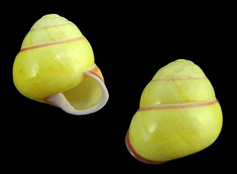 shellauction.net :: Pachysphaera annulata - 3675621