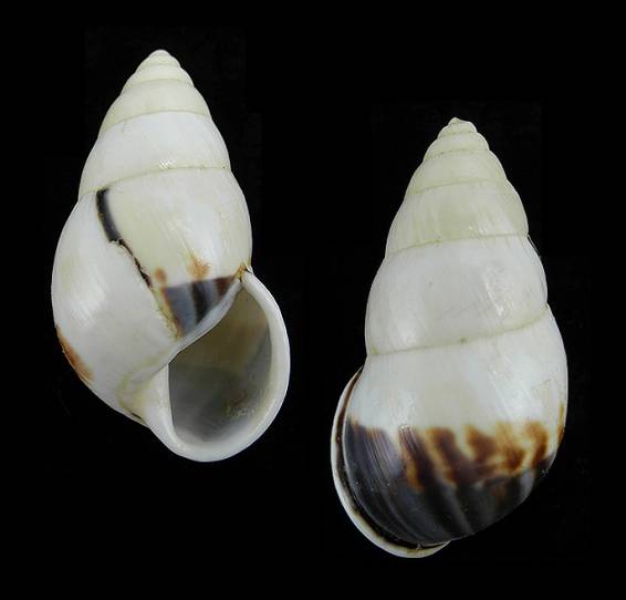 shellauction.net :: Amphidromus perversus sankapurus - 3675628