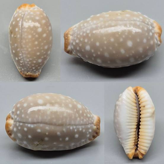 shellauction.net :: Staphylaea limacina - 3675650