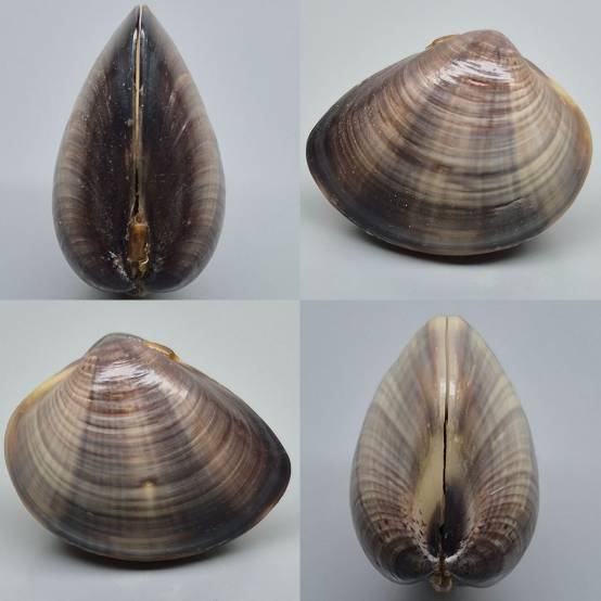 shellauction.net :: Meretrix meretrix - 3675694