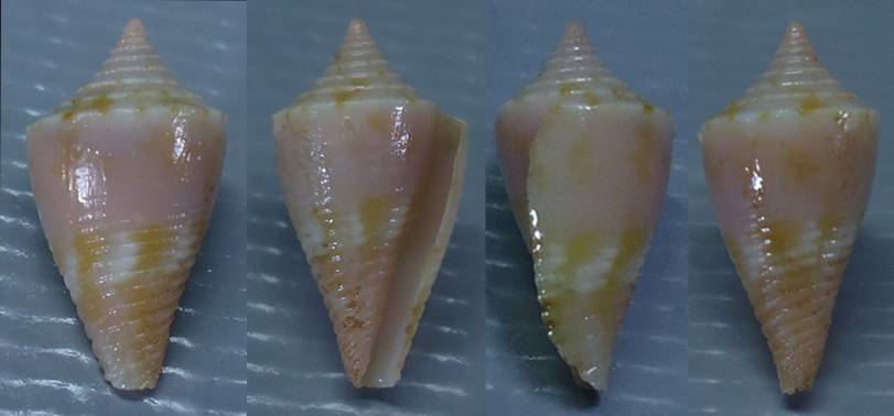 shellauction.net :: Conus articulatus - 3675731