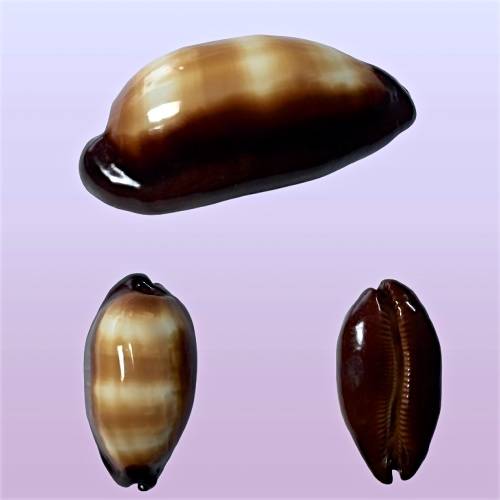 shellauction.net :: Talparia talpa f. saturata - 3675745