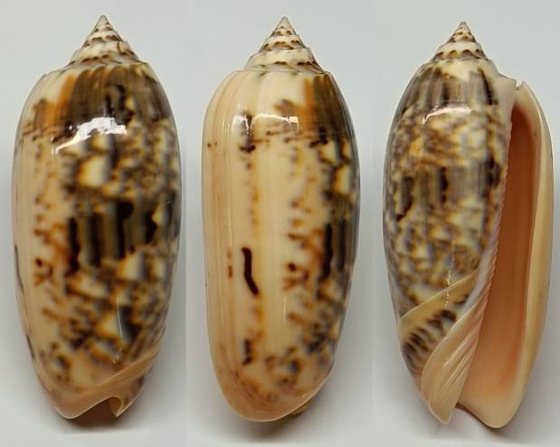 shellauction.net :: Oliva miniacea - 3675808