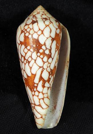 shellauction.net :: Conus textile neovicarius - 3675903