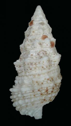 shellauction.net :: Cerithium echinatum - 3675931