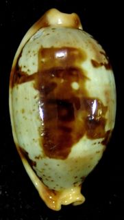 shellauction.net :: Cypraea stolida - 3676037
