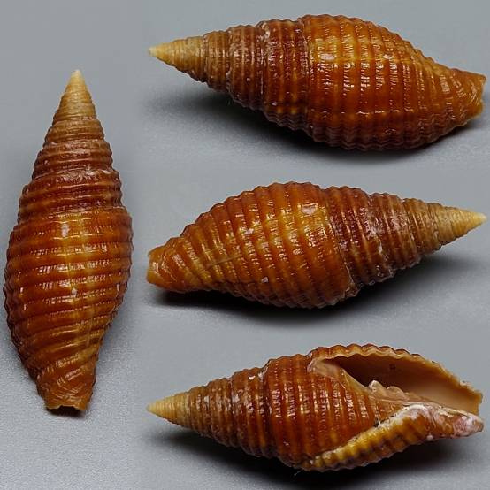 shellauction.net :: Mitra sp. - 3676142