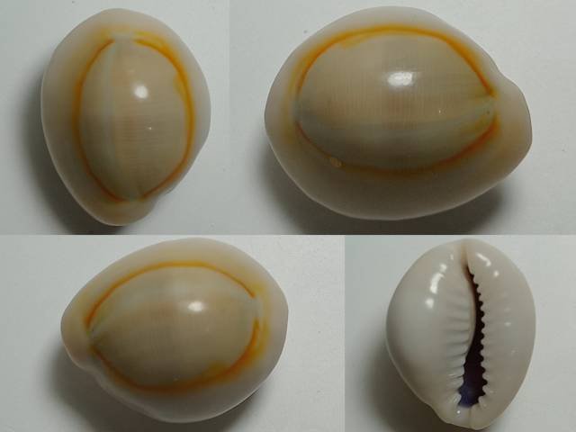 shellauction.net :: Monetaria annulus - 3676154