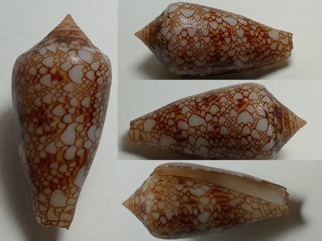 shellauction.net :: Conus canonicus - 3676238