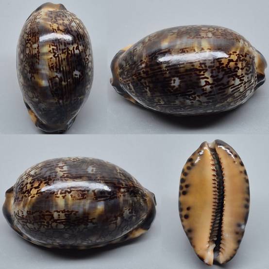 shellauction.net :: Mauritia arabica - 3676359