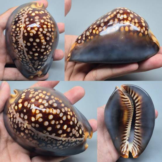 shellauction.net :: Mauritia mauritiana - 3676363